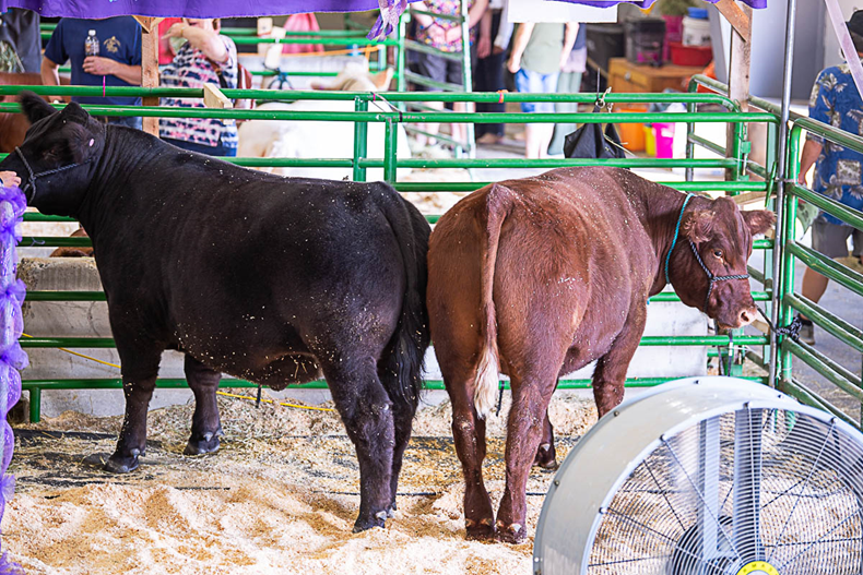 Co-op’s Ribeye Raffles donates 1,000 pounds of meat and $19,008 to food ...